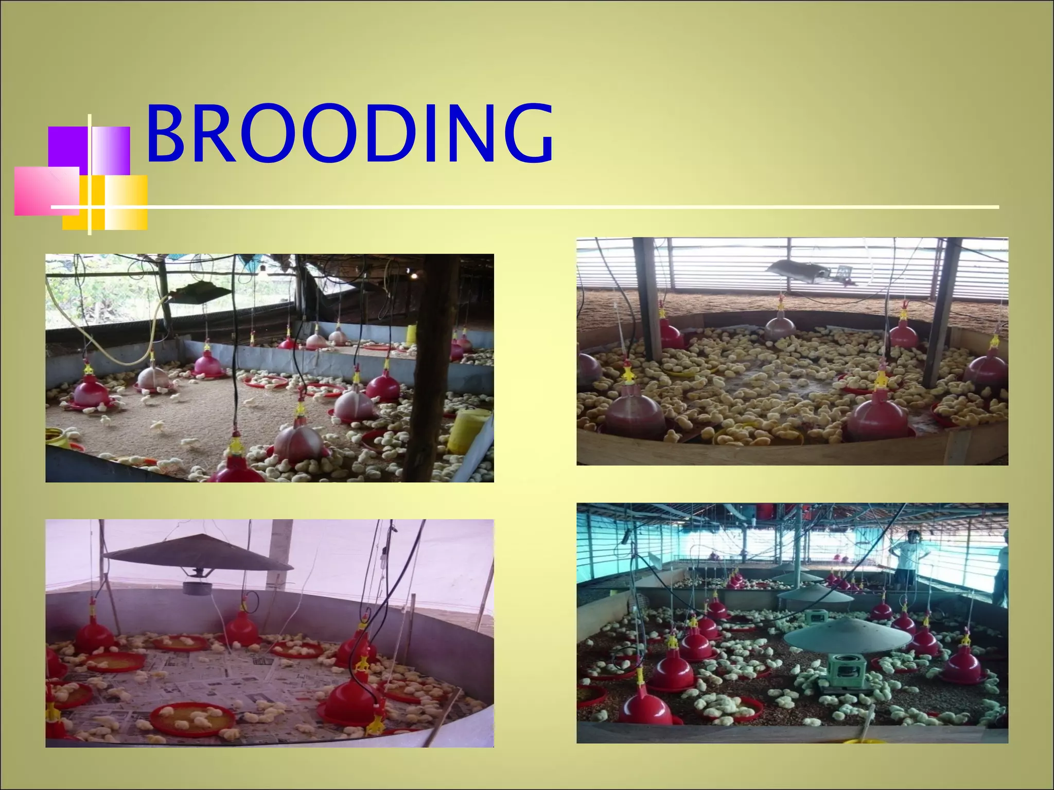 Broiler management by DR. Md. Ramzan Ali | PPT
