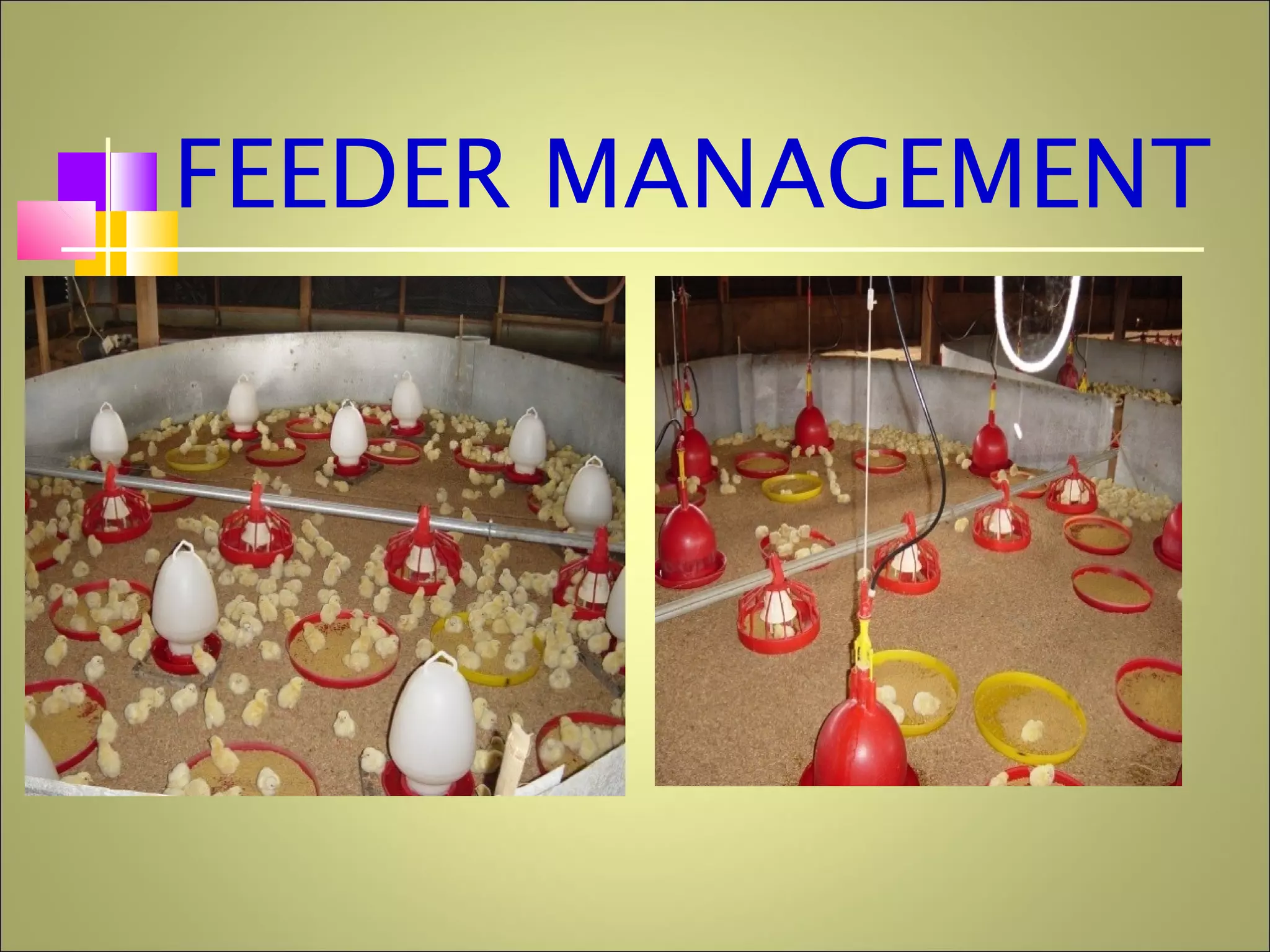 Broiler management by DR. Md. Ramzan Ali | PPT
