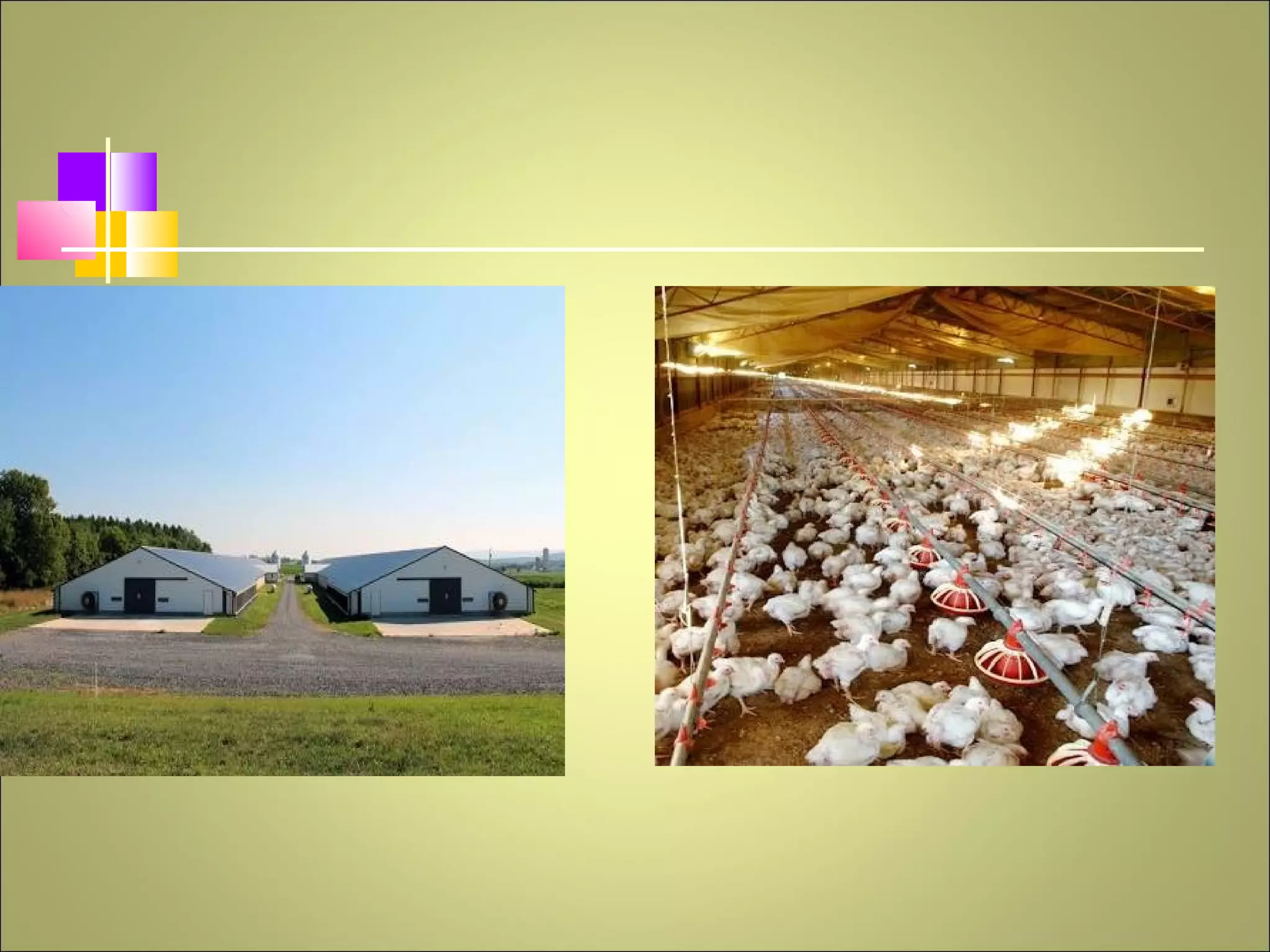 Broiler management by DR. Md. Ramzan Ali | PPT