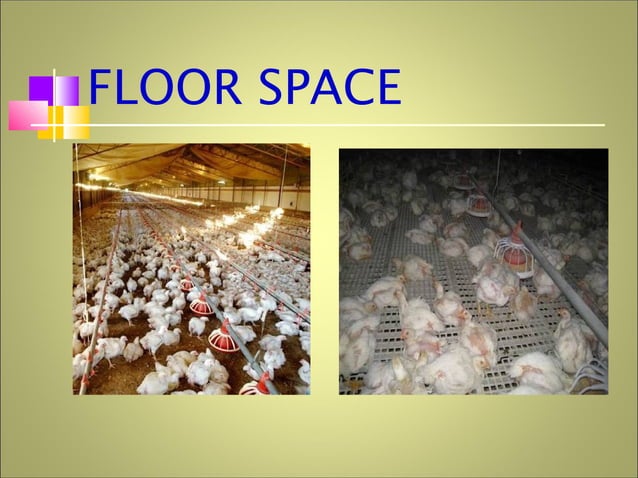Broiler management by DR. Md. Ramzan Ali | PPT