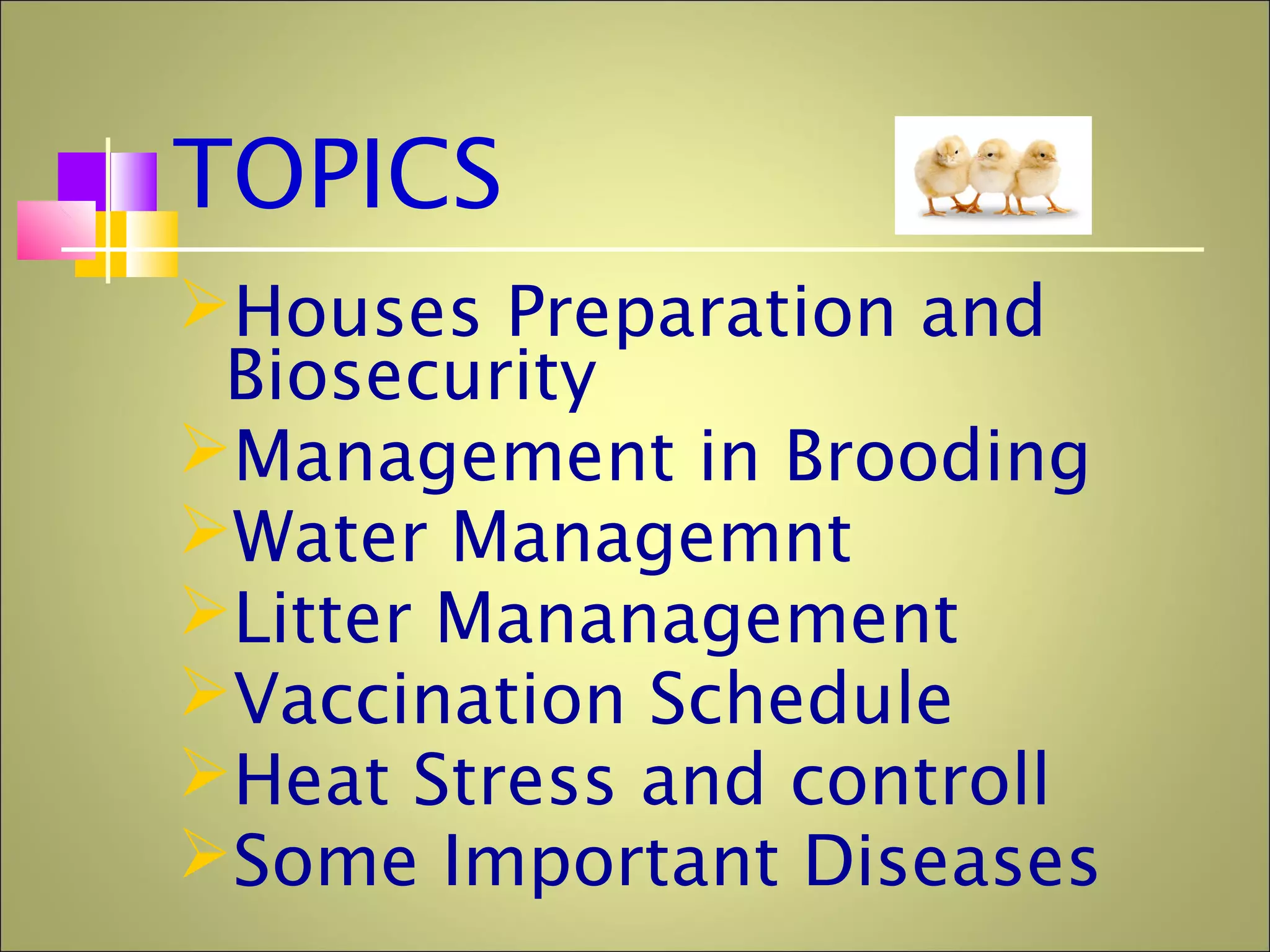 Broiler management by DR Ramzan Ali | PPT