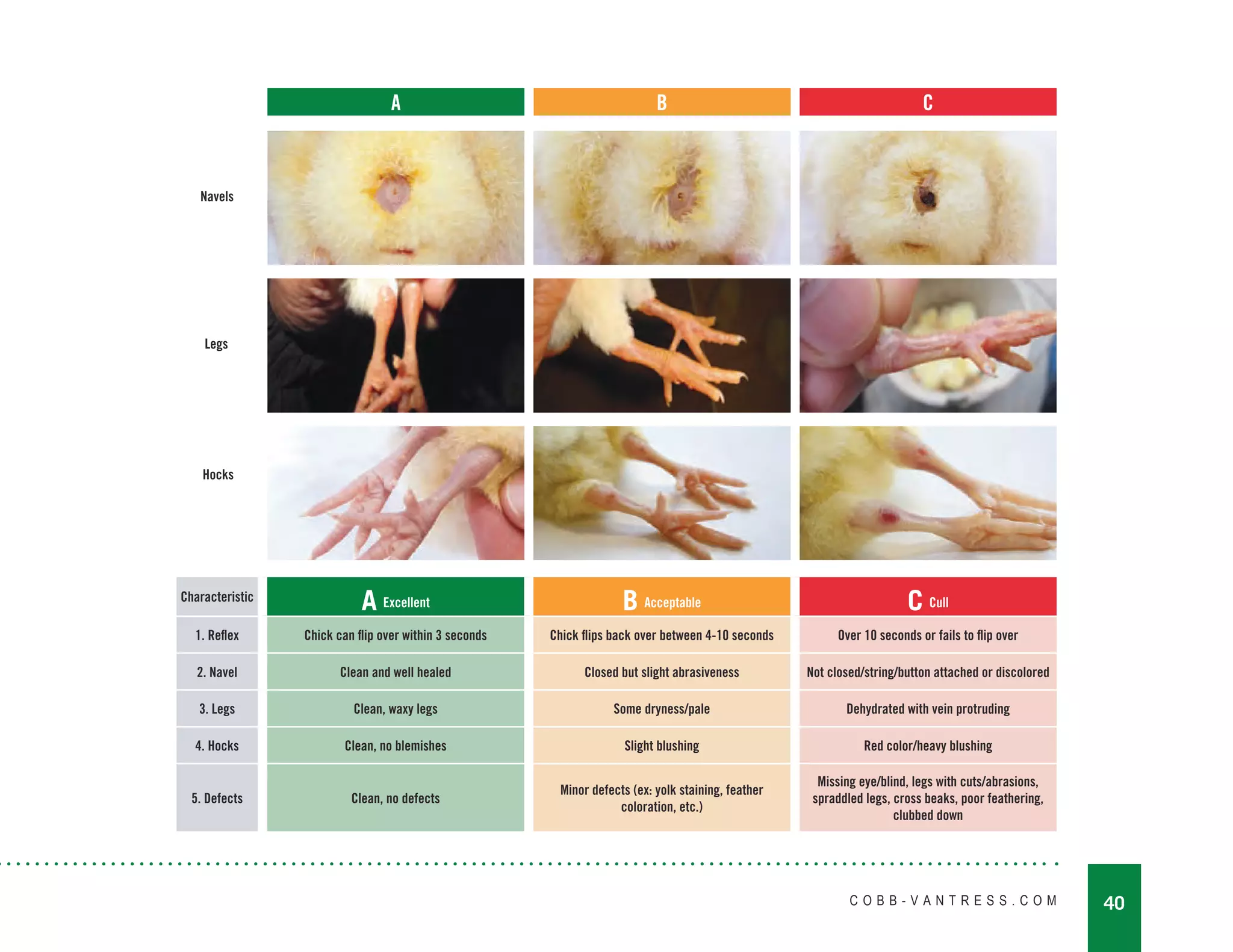 Broiler management guide.pdf