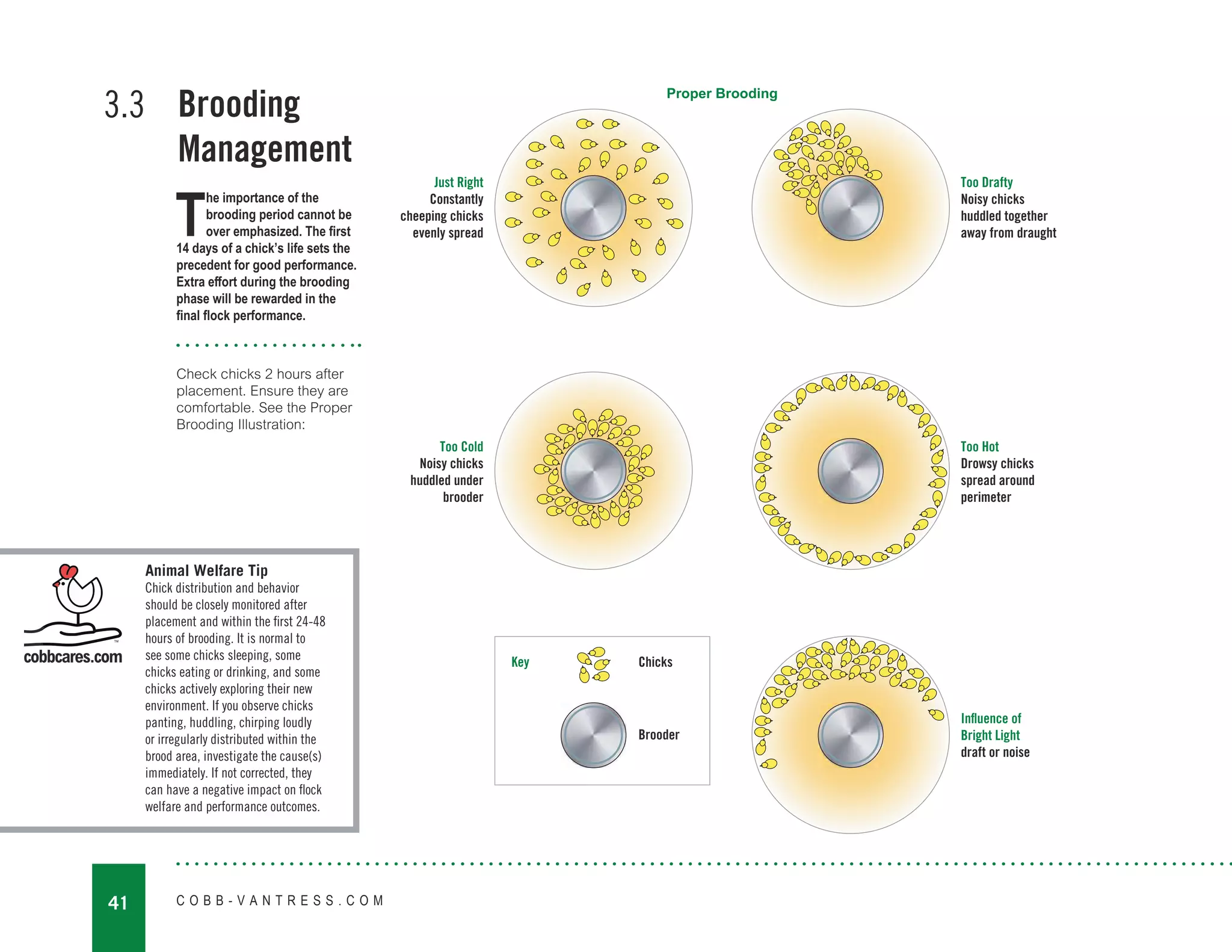 Broiler management guide.pdf
