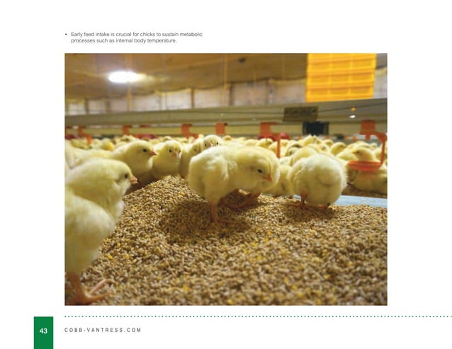 Broiler management guide.pdf Broiler management guide.pdf