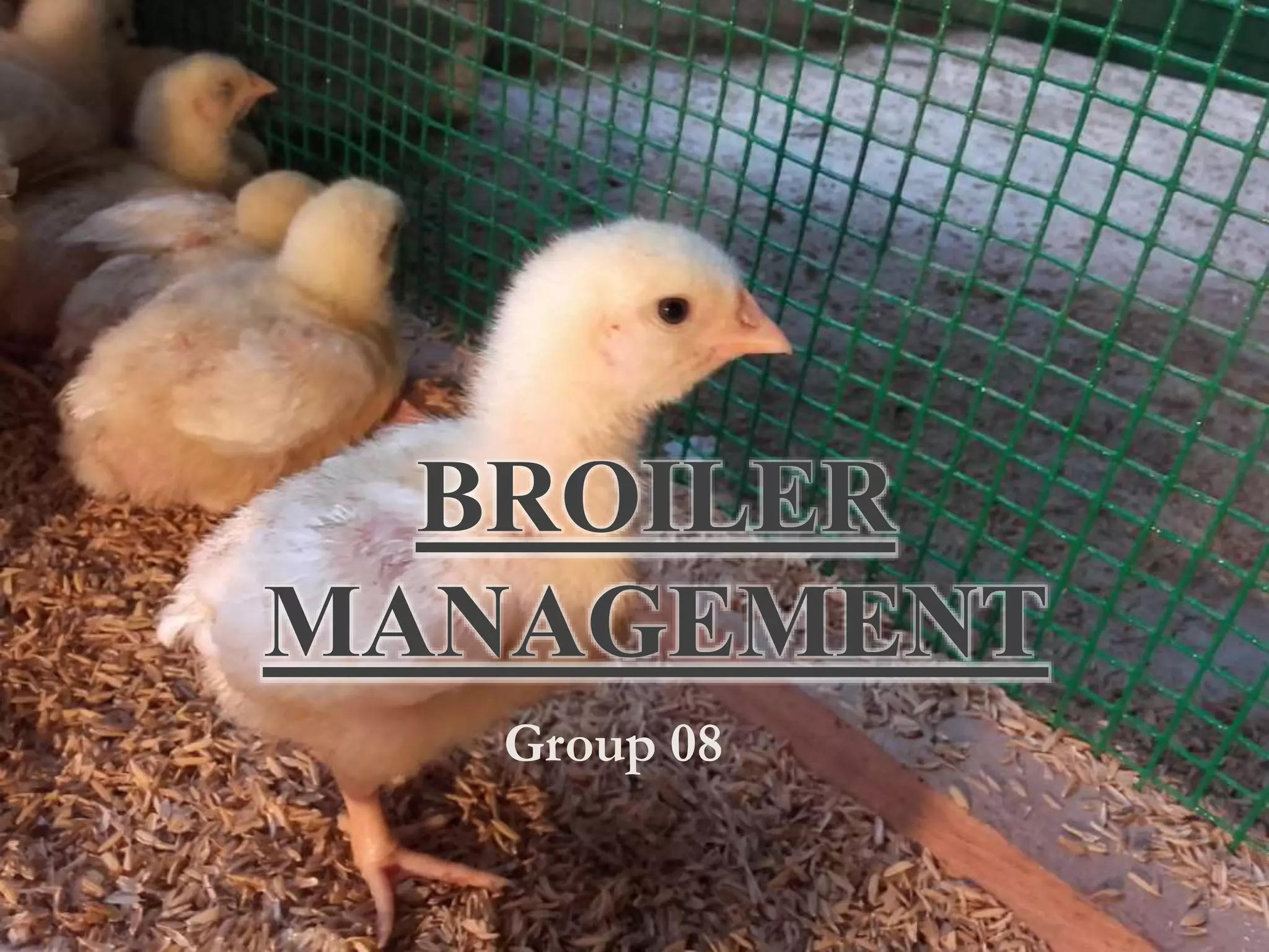 Broiler Management In Mapalana Agriculture Faculty Farm. | PPTX