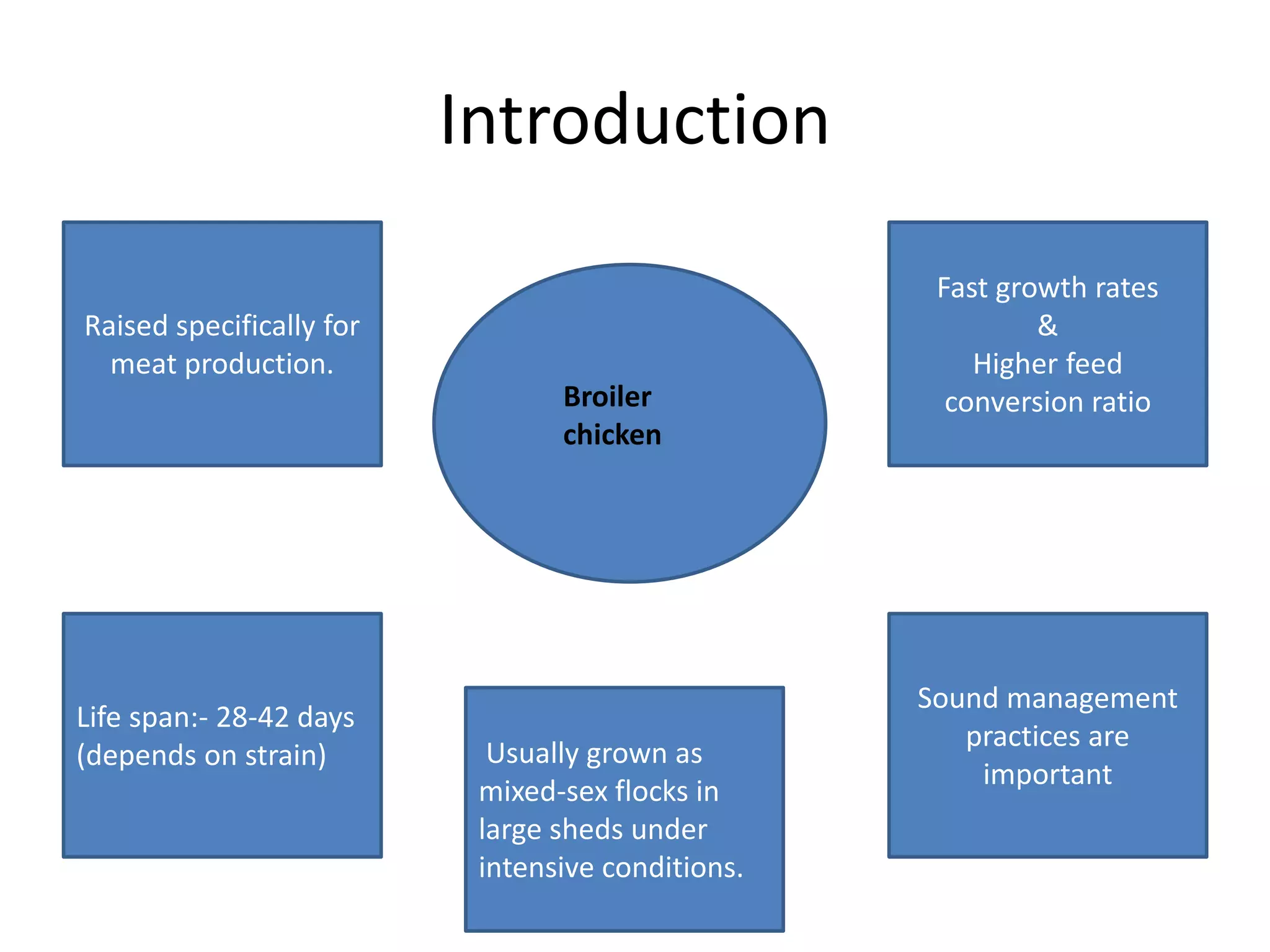Broiler Management In Mapalana Agriculture Faculty Farm. | PPTX