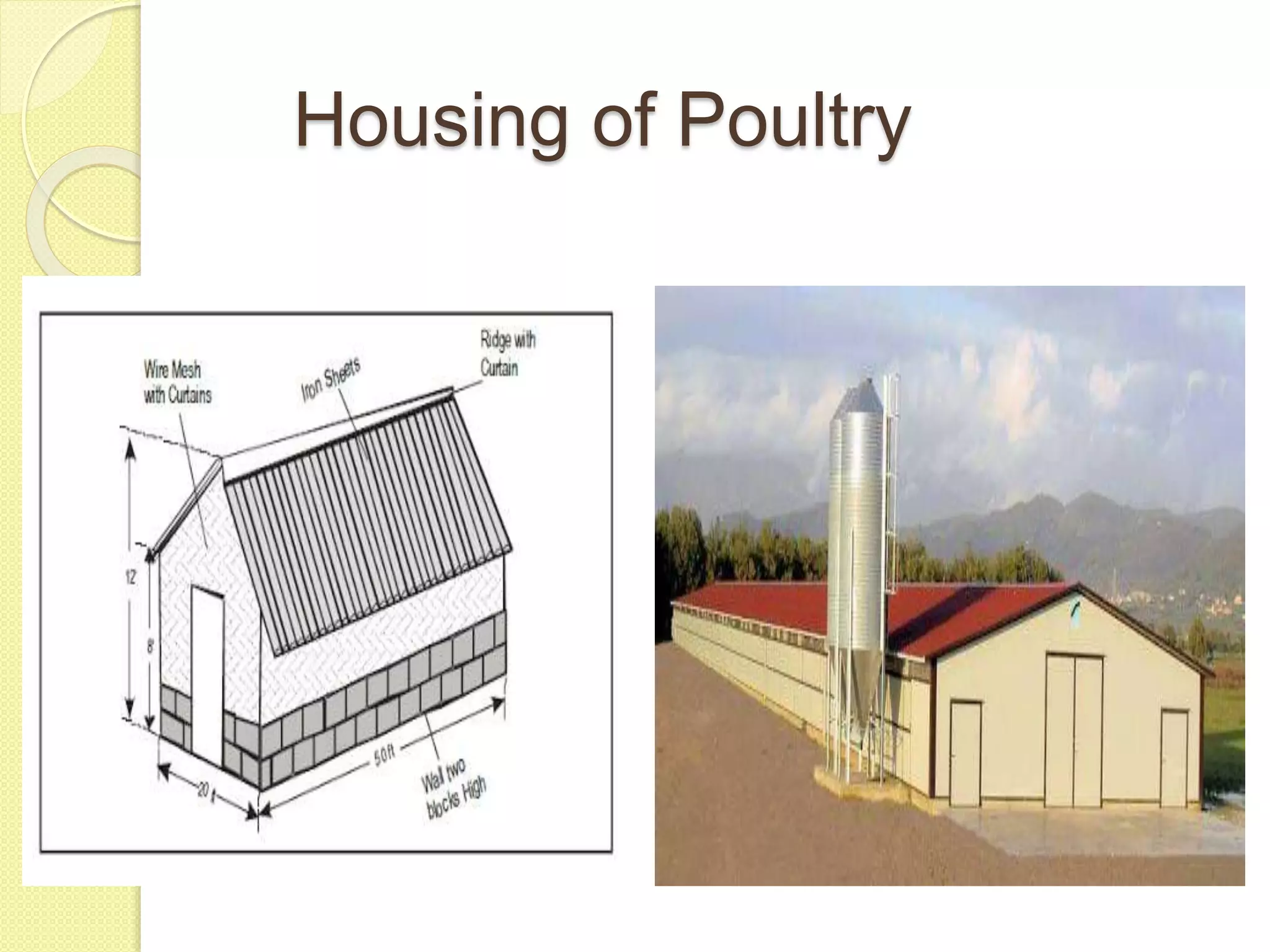 Broiler poultry farming and backyard poultry management | PPTX
