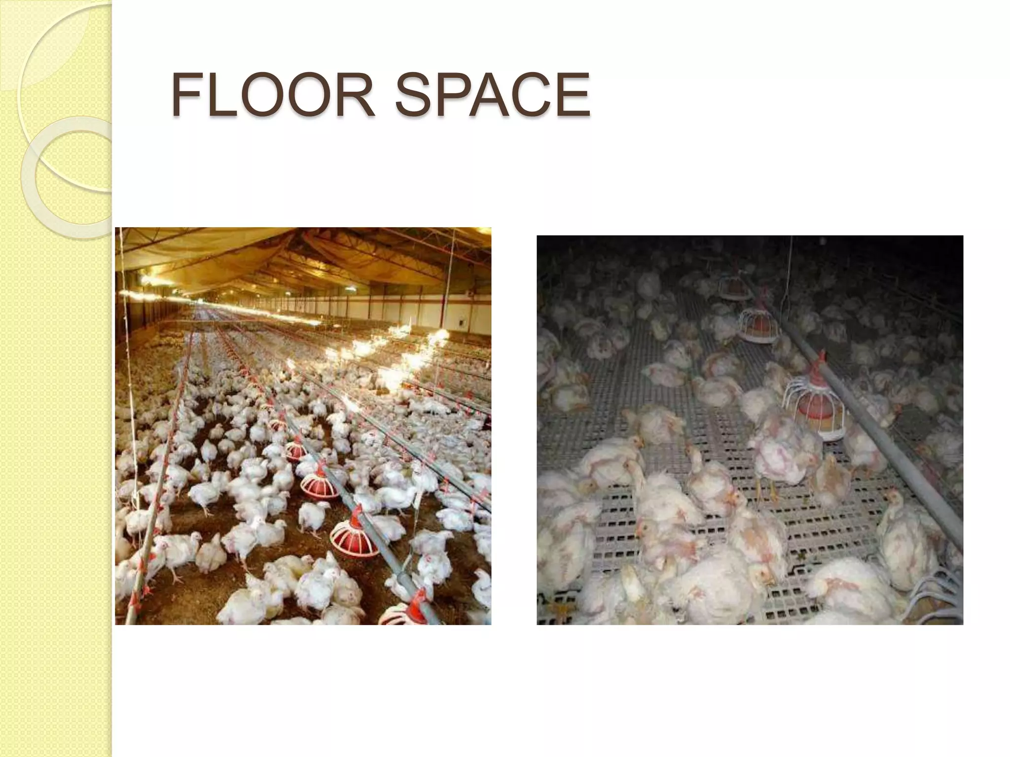 Broiler poultry farming and backyard poultry management | PPTX