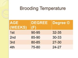 Broiler poultry farming and backyard poultry management | PPTX