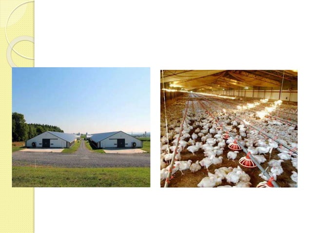 Broiler poultry farming and backyard poultry management | PPTX | Birds ...