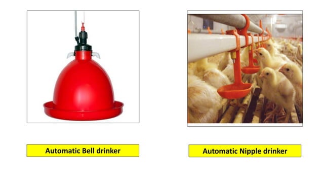 Broiler Poultry Farm Construction Guide | PDF