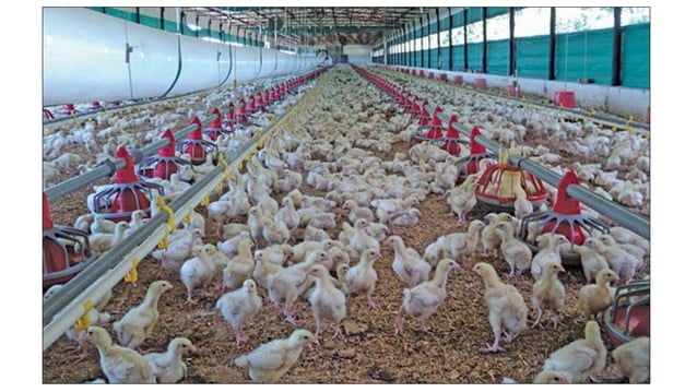 Broiler Poultry Farm Construction Guide | PDF