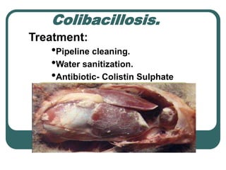 Poultry management & diseases | PPT