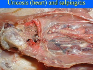 Poultry management & diseases | PPT