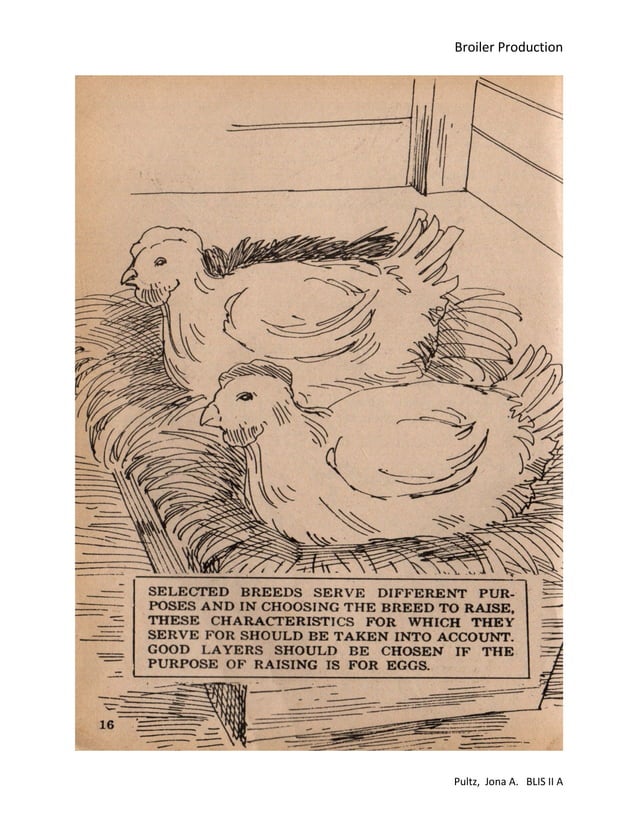 Broiler production | PDF