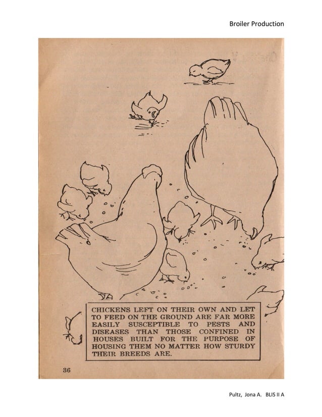 Broiler production | PDF