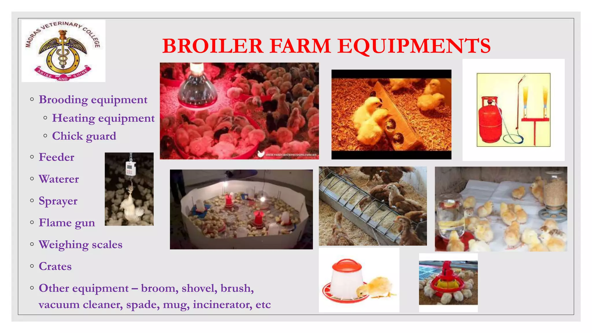 Broiler production | PPTX