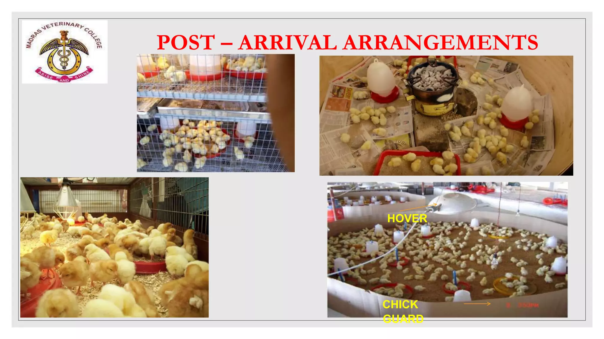 Broiler production | PPTX