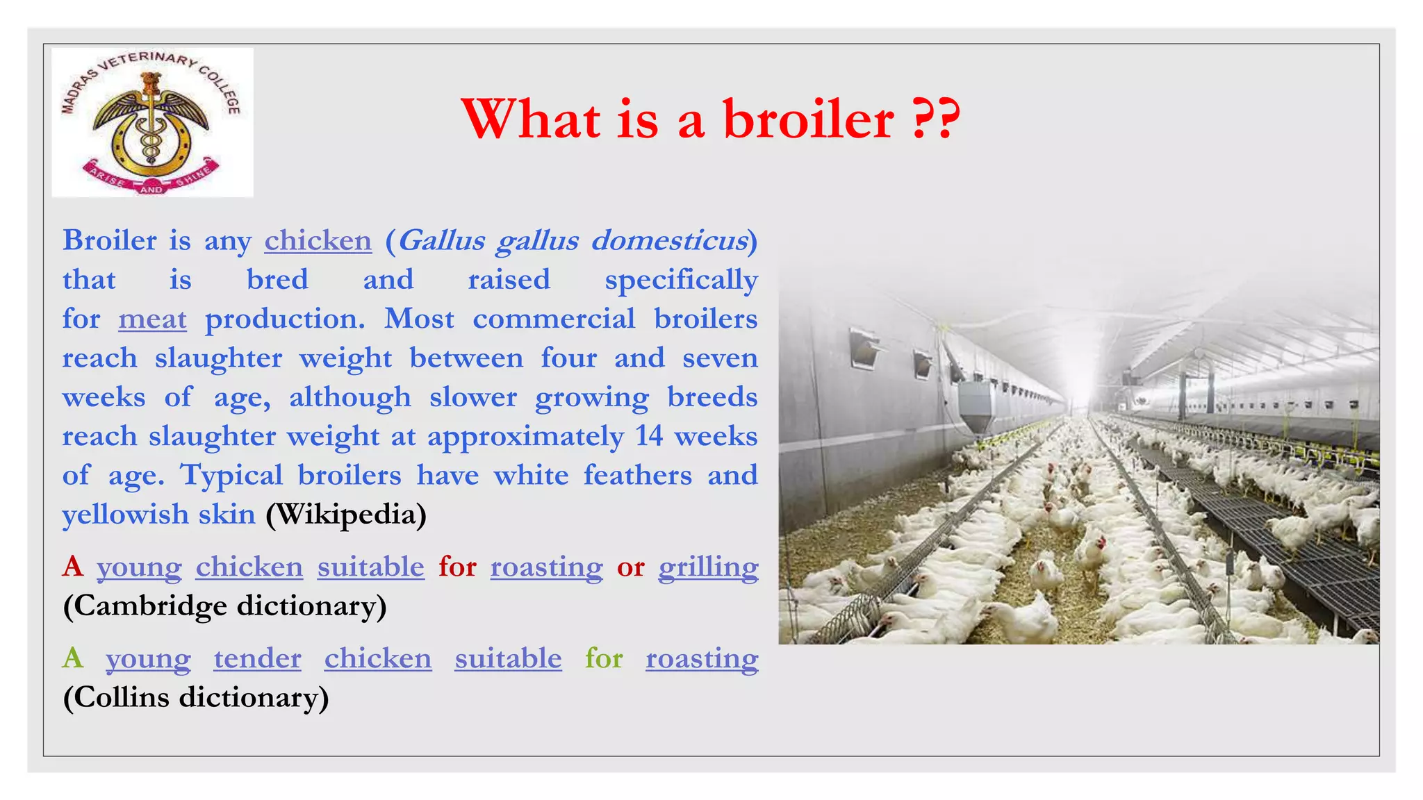 Broiler production | PPTX