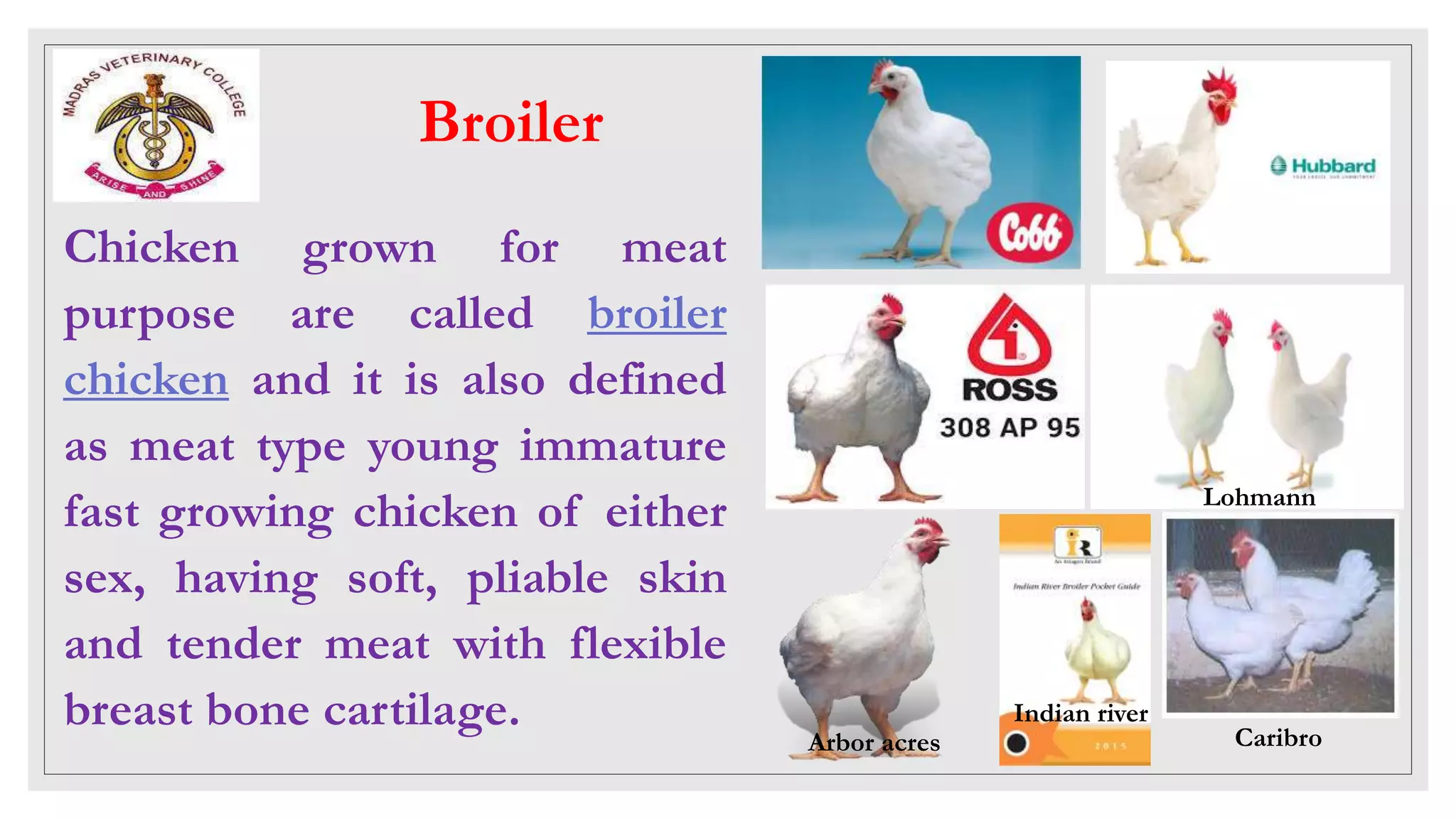 Broiler production | PPTX