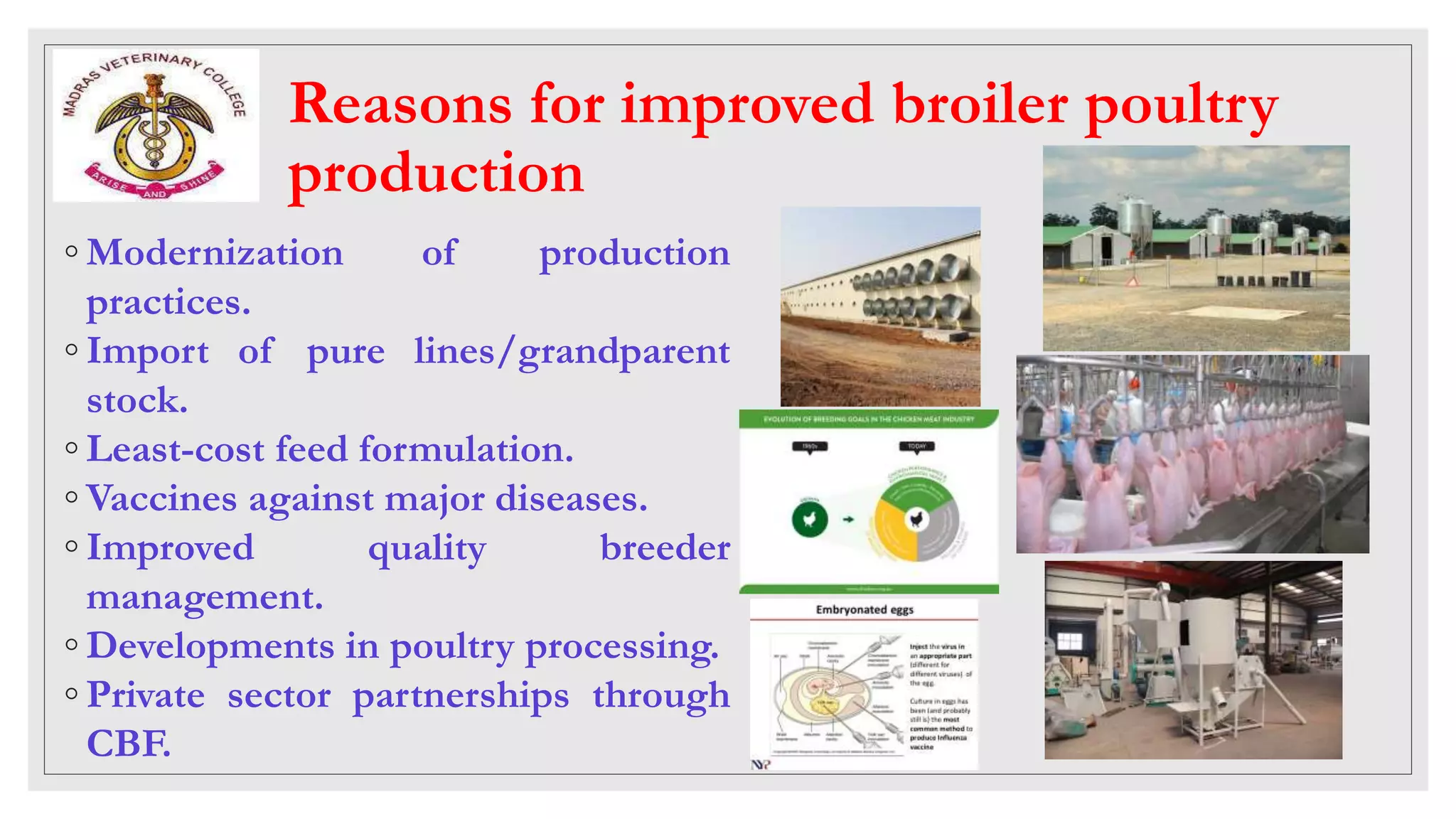 Broiler production | PPTX