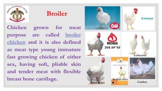 Broiler production | PPTX