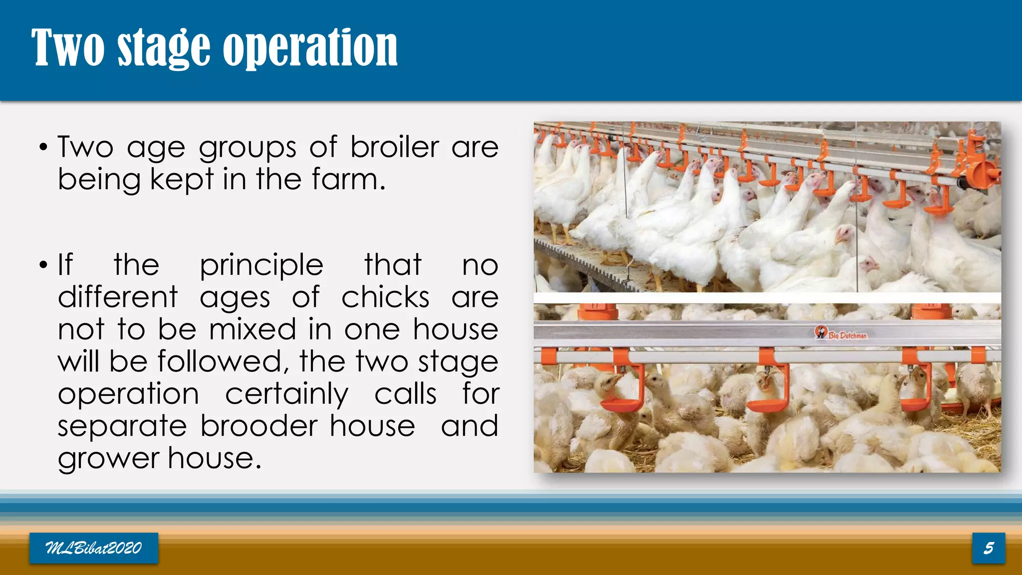 Broiler production as2 | PDF