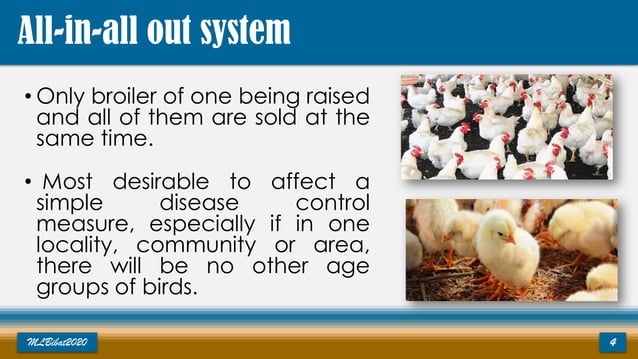 Broiler production as2 | PDF | Agriculture | Industries