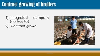 Broiler production as2 | PDF