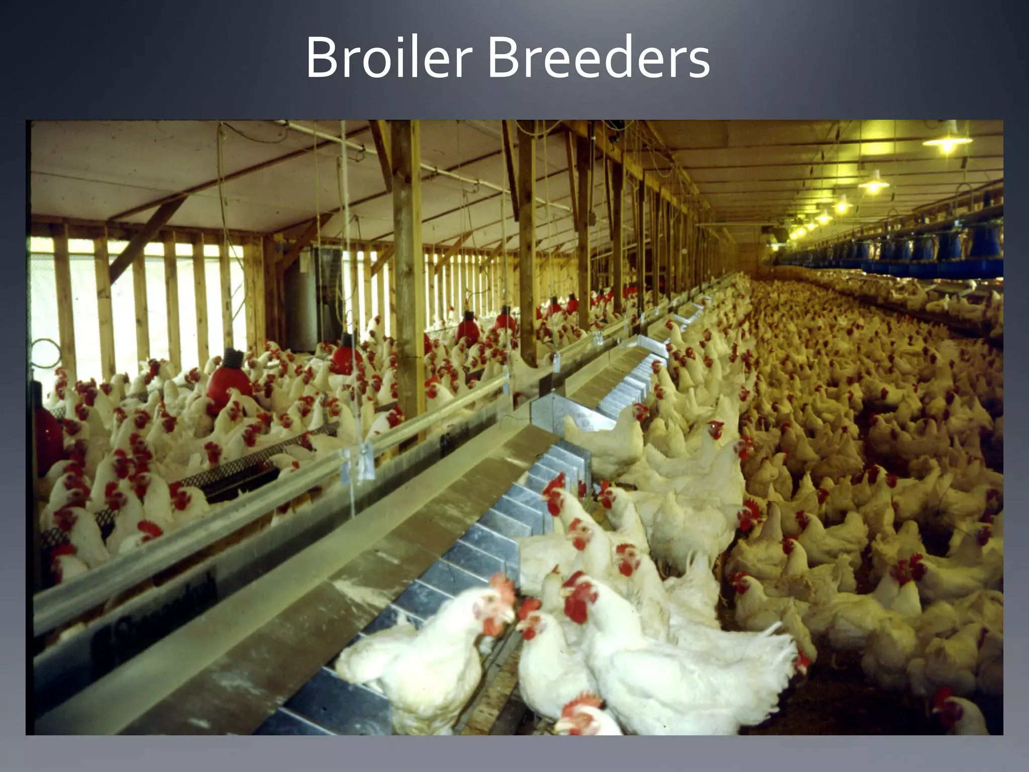 Broiler Production by Dr. Farooq Sarwar | PPT