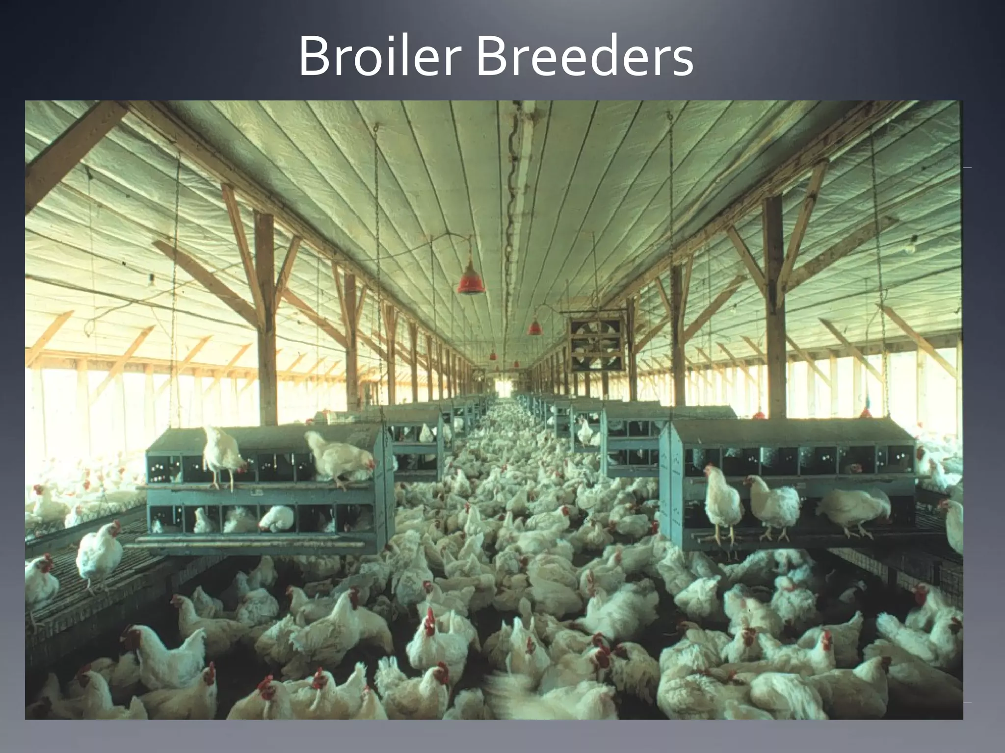 Broiler Production by Dr. Farooq Sarwar | PPT