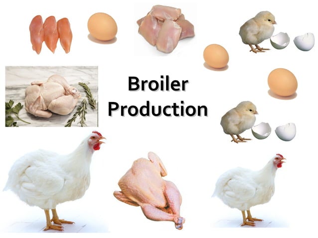Broiler Production by Dr. Farooq Sarwar | PPT