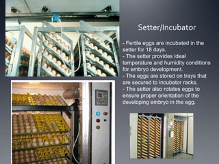 Broiler Production by Dr. Farooq Sarwar | PPT