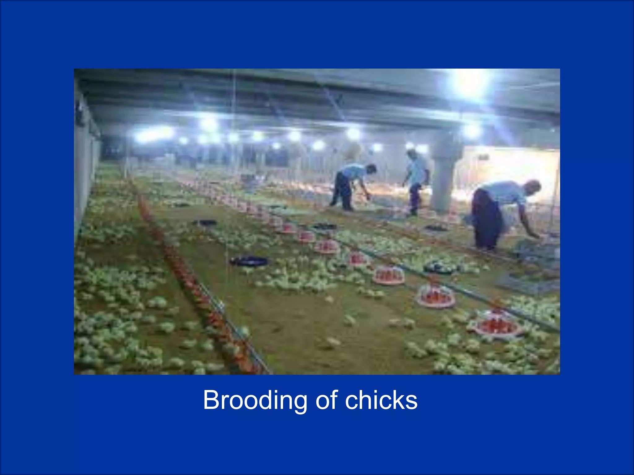 Broiler production full presentation | PPTX