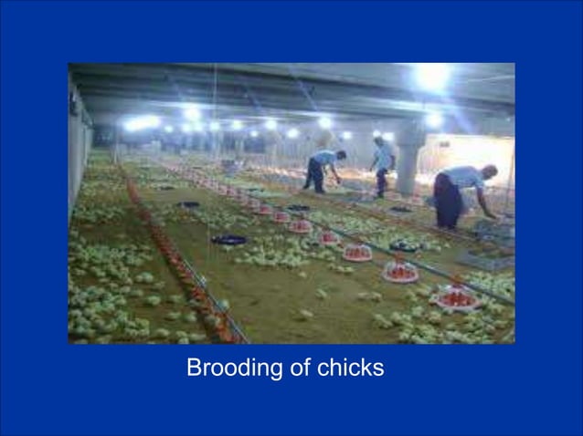 Broiler production full presentation | PPTX | Birds | Pets