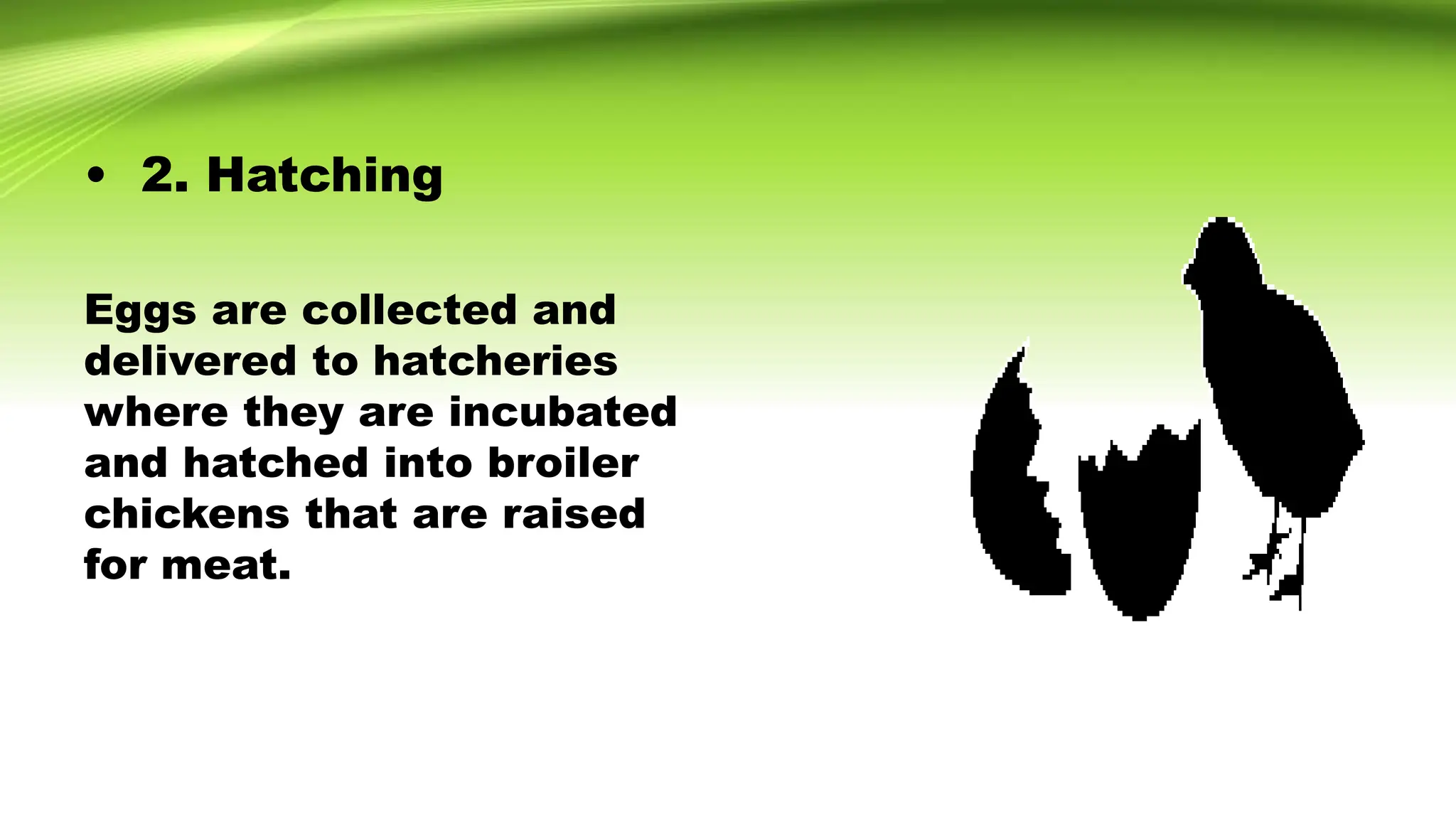 Broiler chicken power point presentation | PPTX