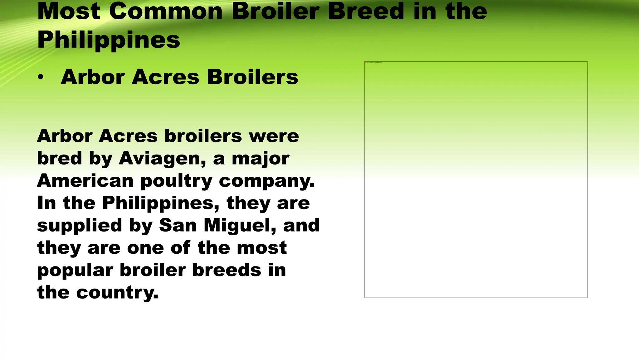 Broiler chicken power point presentation | PPTX