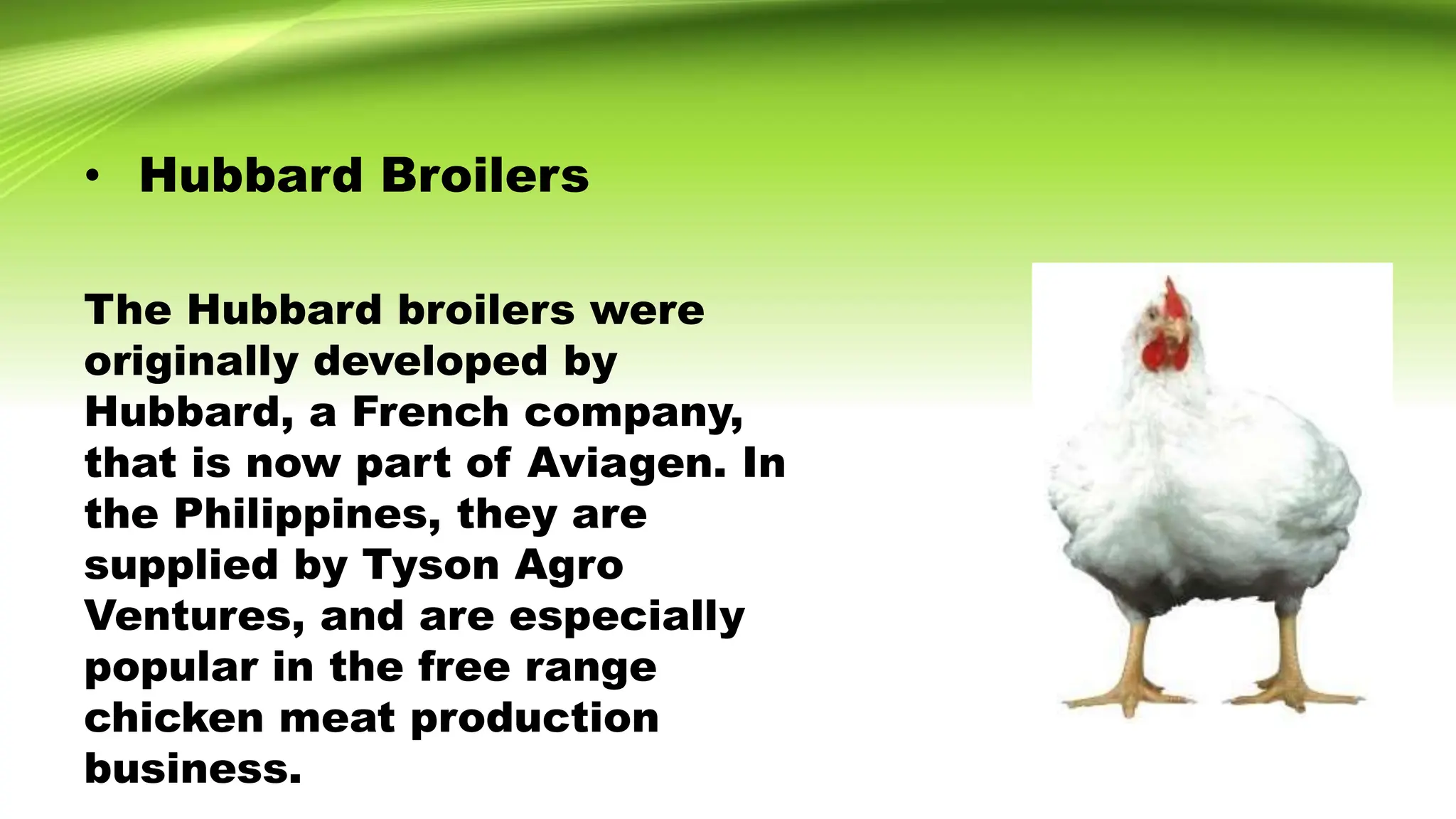Broiler chicken power point presentation | PPTX