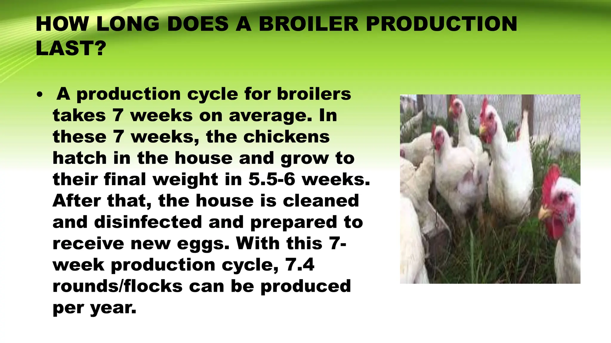 Broiler chicken power point presentation | PPTX