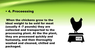 Broiler chicken power point presentation | PPTX