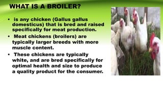 Broiler chicken power point presentation | PPTX