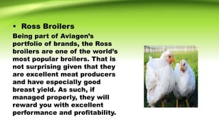 Broiler chicken power point presentation | PPTX