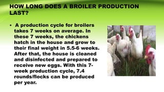 Broiler chicken power point presentation | PPTX