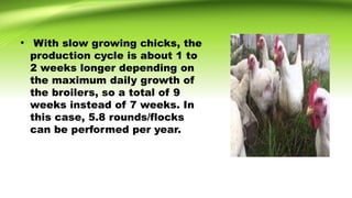 Broiler chicken power point presentation | PPTX