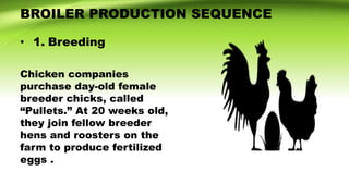 Broiler chicken power point presentation | PPTX