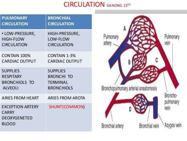 Bronchial And Pulmonary Arteries