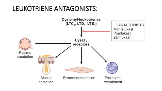 Bronchial asthma therapeutics and status asthmaticus | PPTX | Lung and ...