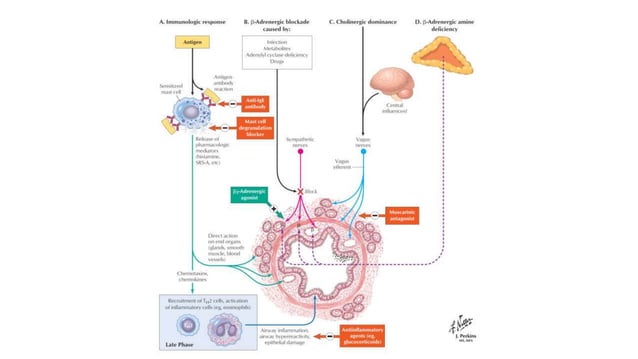 Bronchial asthma pathophysiology & classification of drugs | PPT