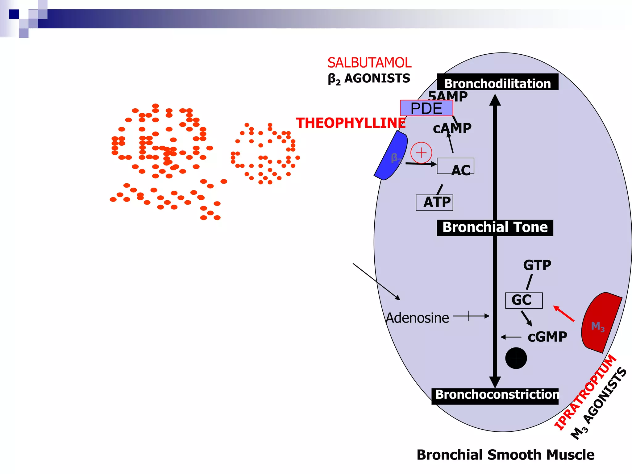Bronchial asthma (2) | PPTX