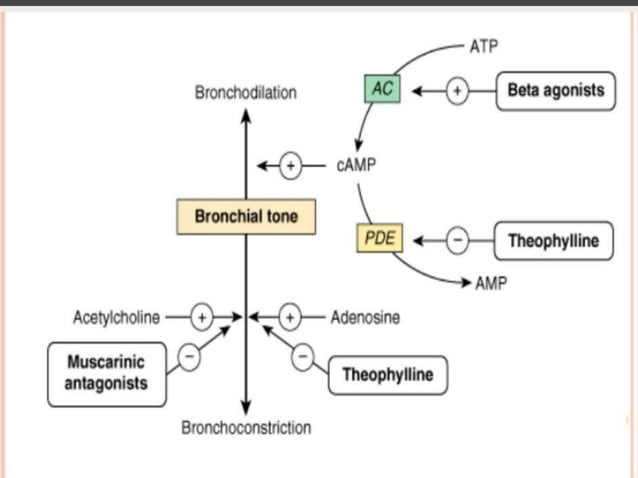 Bronchial asthma tutorial | PPT